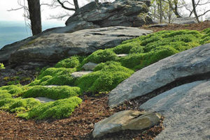 Alex Smith Garden Design, Ltd. | Portfolio